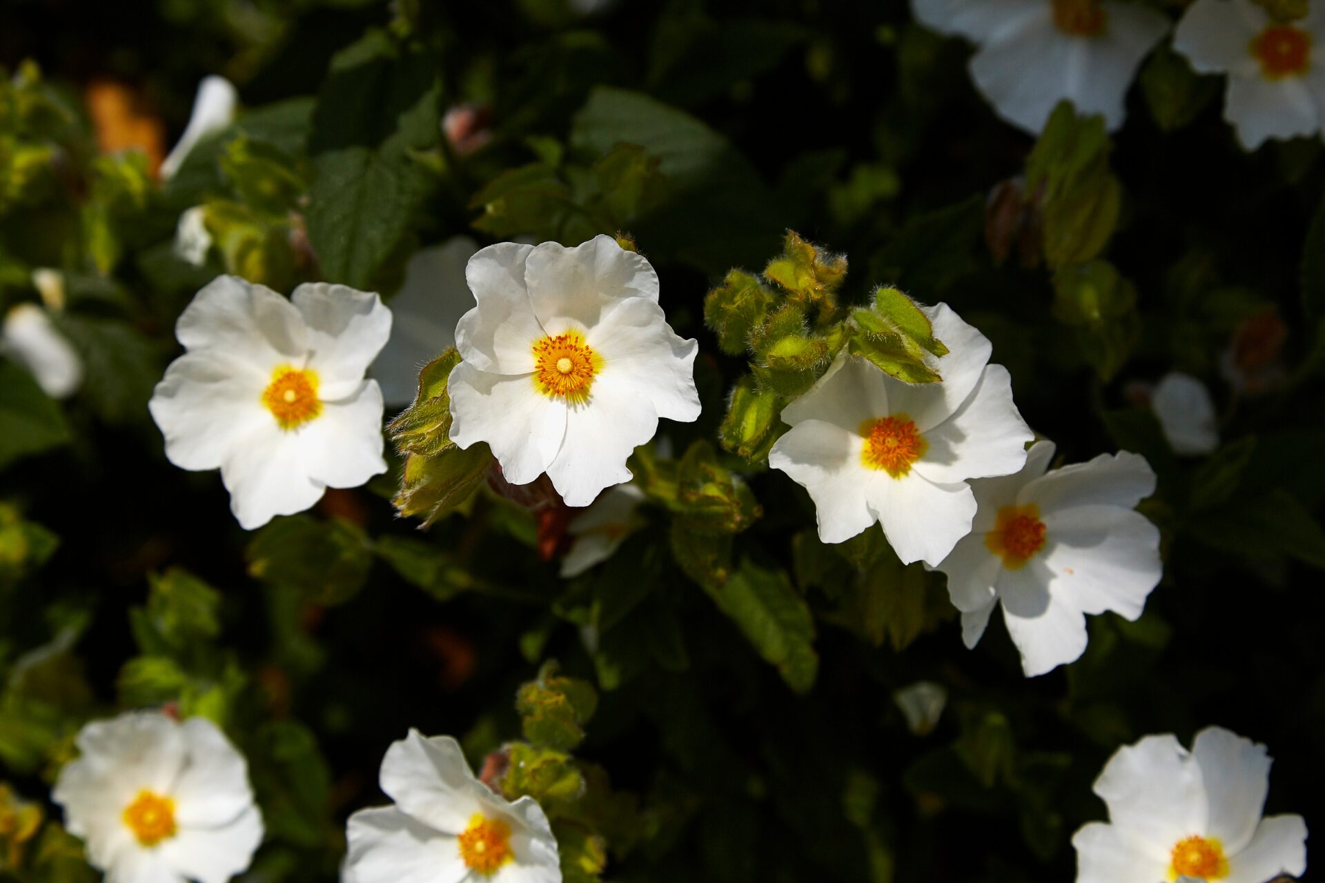 Zistrose Wirkung auf die Psyche: Wirkung und Anwendung